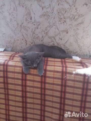 Британская кошка