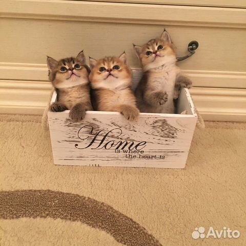 Британские шиншилловые котята