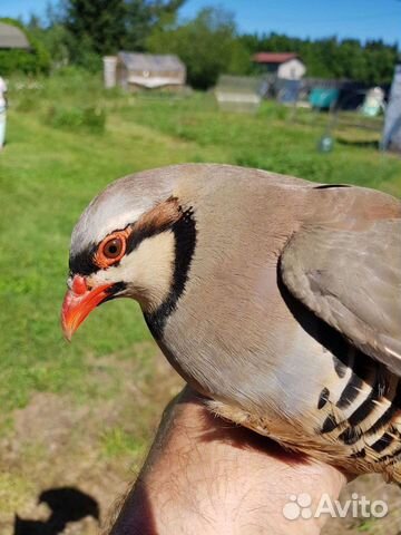 Кеклики (горные куропатки)