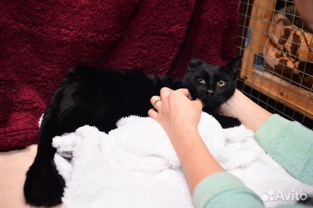 Кот Лексус в очень добрые руки