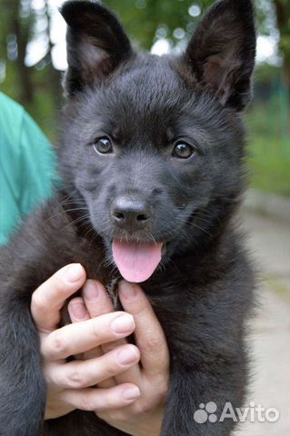 Багира в добрые руки