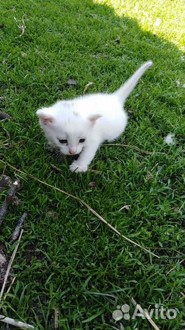 Котенок белый в любящую семью