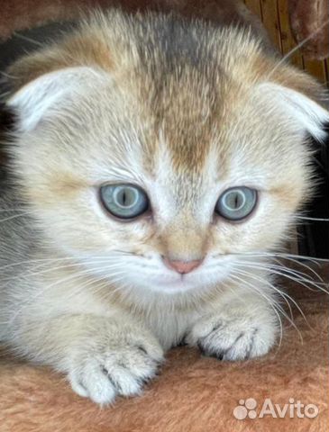 Скоотиш фолд девочка