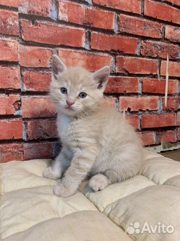 Котёнок Максик 2 мес ищет дом