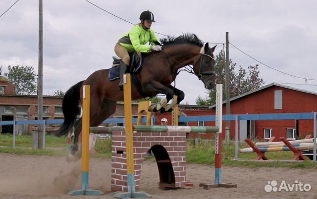 Жеребец тракененской породы