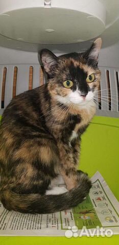 Кошка