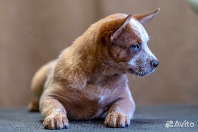 Австралийский Хилер окрас красный