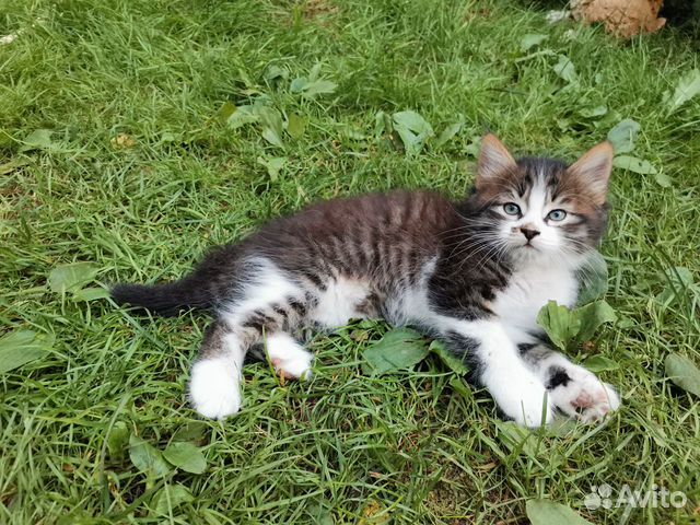 Котята будущие защитники вашего дома