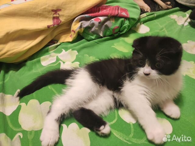 Малец шотландский