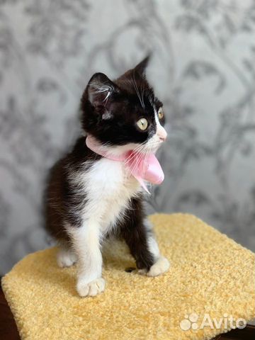 Кошечка в добрые руки