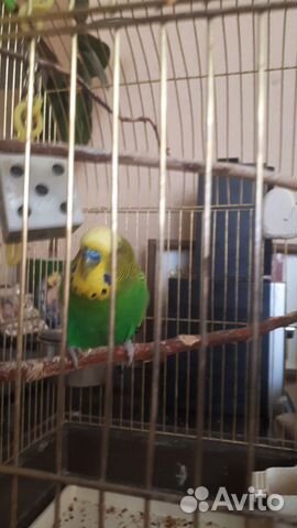 Волнистый попугай, получех