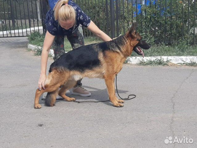 Молодой племенной кобель немецкой овчарки