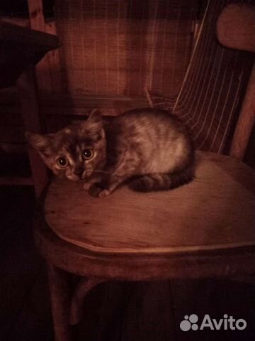 Маленькая кошечка