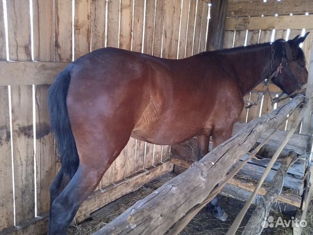 Кобыла 3 года