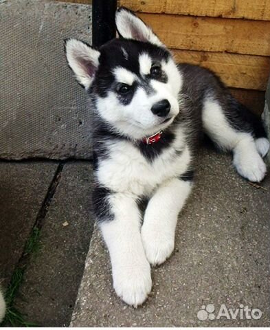 Шенок породы хаски
