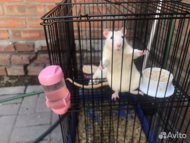 Крысы дамбо