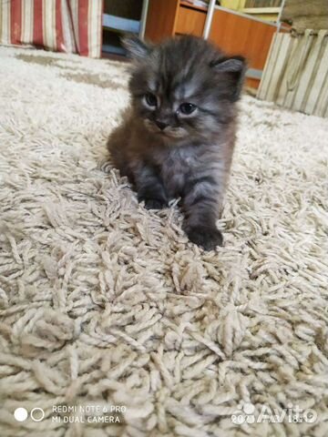 Котята в добрые руки приучены к лотку