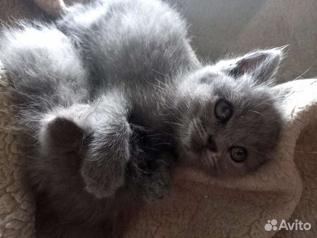 Котята бесплатно