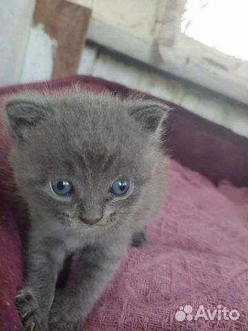 Кошки прямоушка отдам в добрые руки