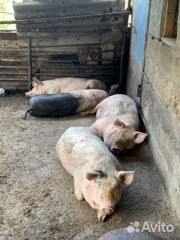 Супороная свиноматка