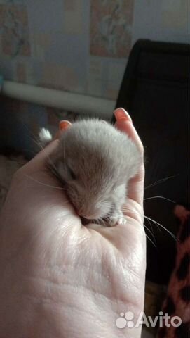 Шиншилла