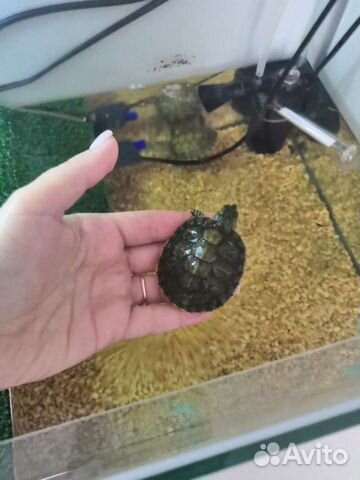 Красноухие черепахи