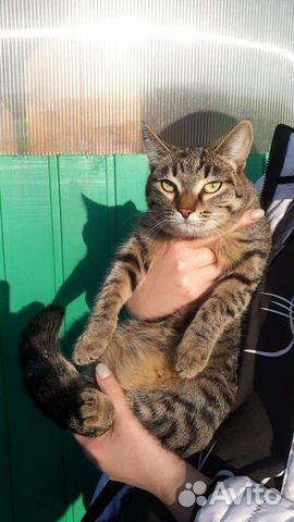 Кошка домашняя обыкновенная