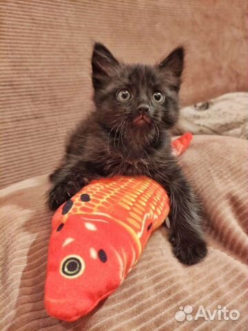 Котенок темно пепельного цвета