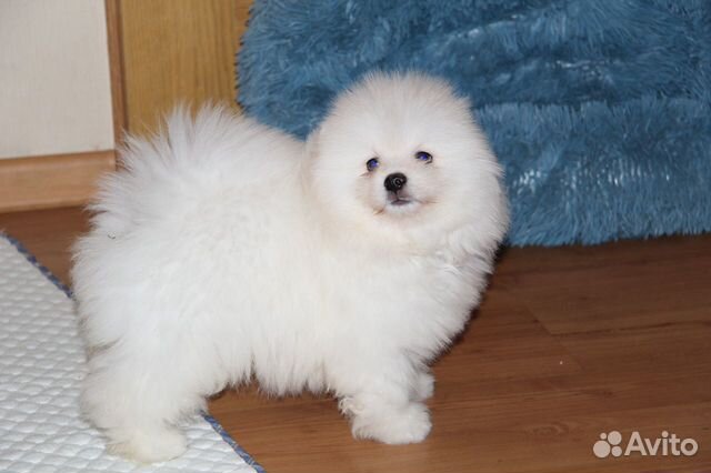 Роскошный Санчо- В поисках любящей семьи