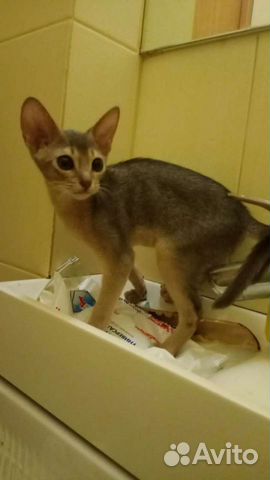Абиссинские котята с прививкой