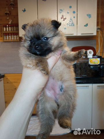 Померанский шпиц