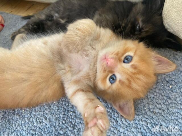 Шикарный солнечный мальчик