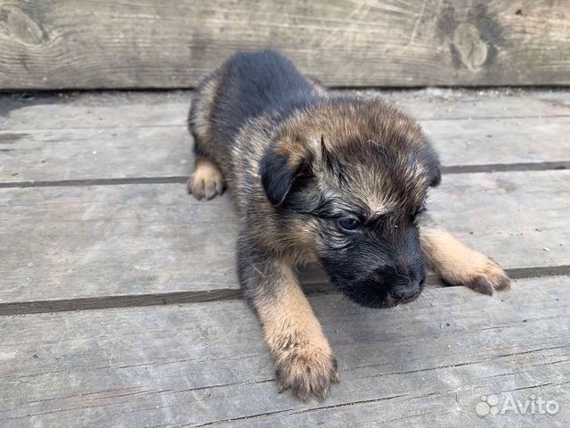 Щенки немецкой овчарки