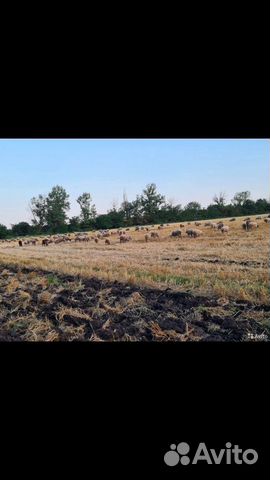 Овцы/бараны/ягнята