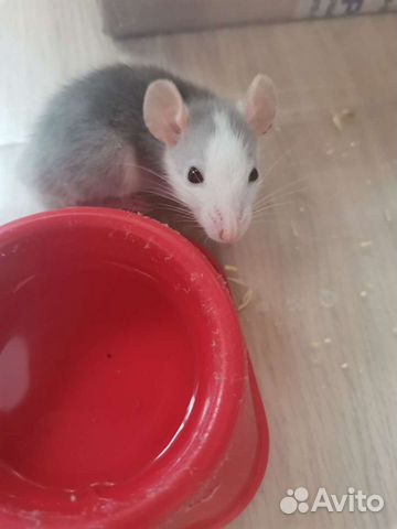 Крыса дамбо