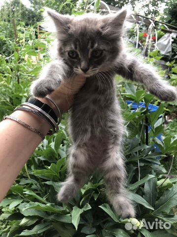 Котенок Бублик, 2 мес