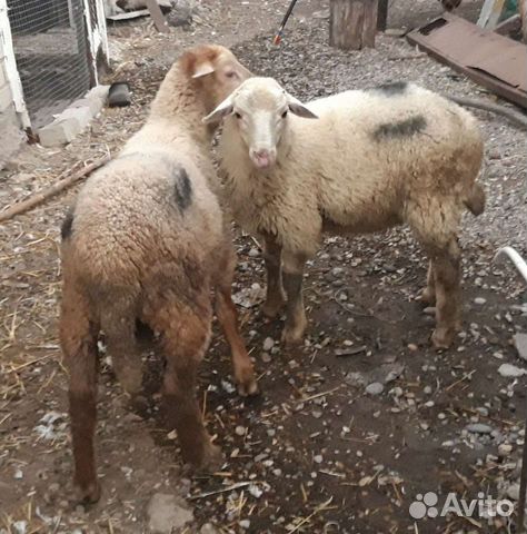 Молодые баранчики