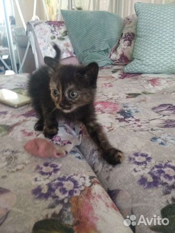 Кошка
