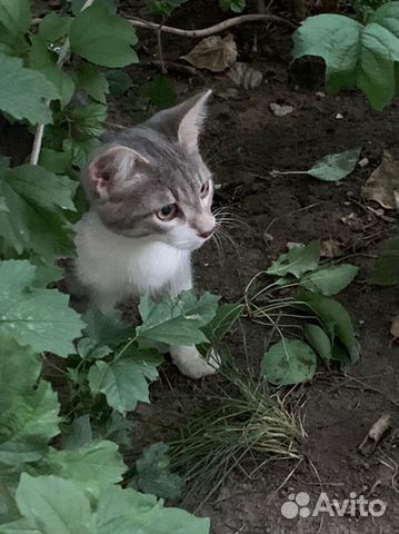 Котенок мальчик в добрые руки