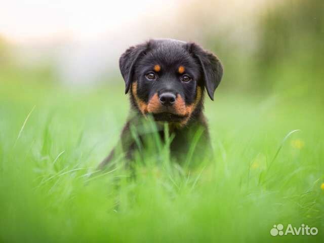 Щенки ротвейлера