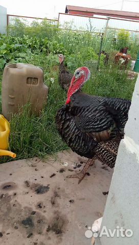 Индюки индюшки индейки