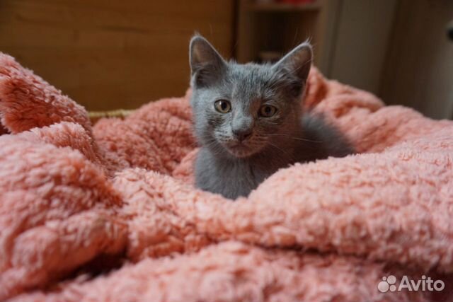 Продаю шотландских котят