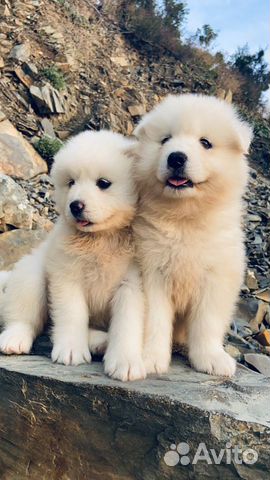 Самоедская лайка