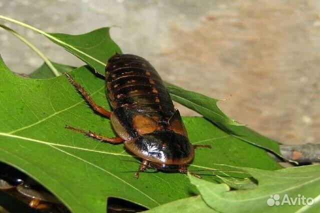 Аргентинский таракан(блаптика)