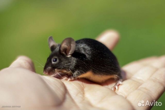 Декоративная мышка чёрный тан