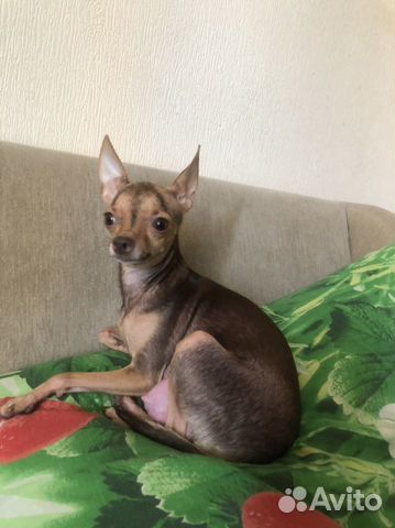 Той-терьер щенки