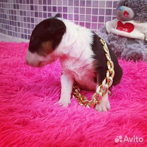 Шикарная крупная ширококостная девочка стандартног