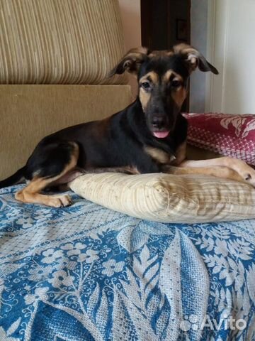 Щенок в добрые руки