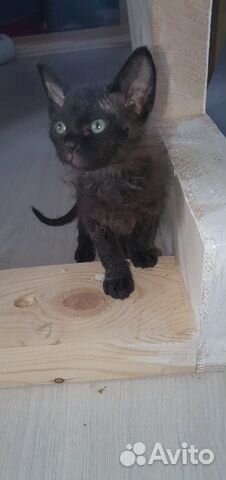 Котята девон-рекс