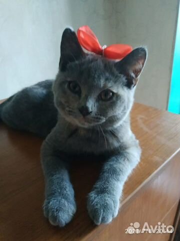 Кошечка в добрые руки